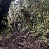 Gunung Yong Belar, Kelantan, Malaysia - 76 Reviews, Map | AllTrails