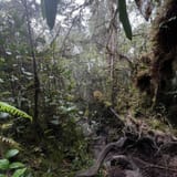 Gunung Yong Belar, Kelantan, Malaysia - 76 Reviews, Map | AllTrails