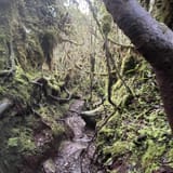 Gunung Yong Belar, Kelantan, Malaysia - 76 Reviews, Map | AllTrails