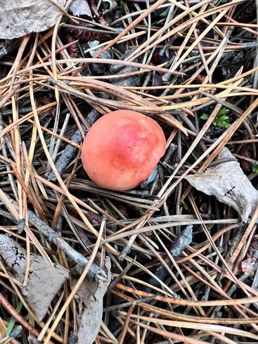 Best Hikes and Trails in Tête Jaune Cache | AllTrails