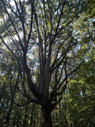 Best Hikes and Trails in Briarlake Forest Park | AllTrails