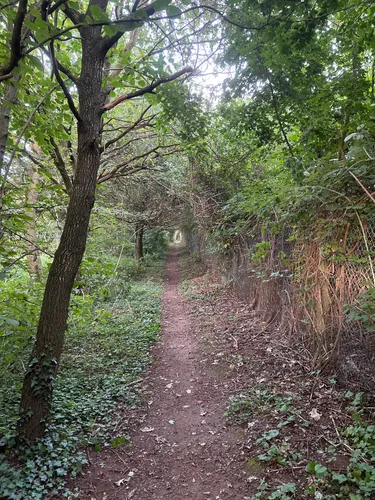 Best Hikes and Trails in Wisley Common | AllTrails