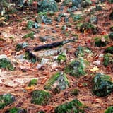 Angleworm Lake Trail, Minnesota - 108 Reviews, Map | AllTrails