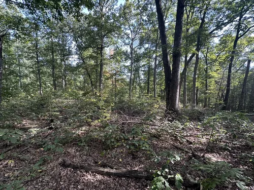 Best Hikes and Trails in Knobs State Forest | AllTrails