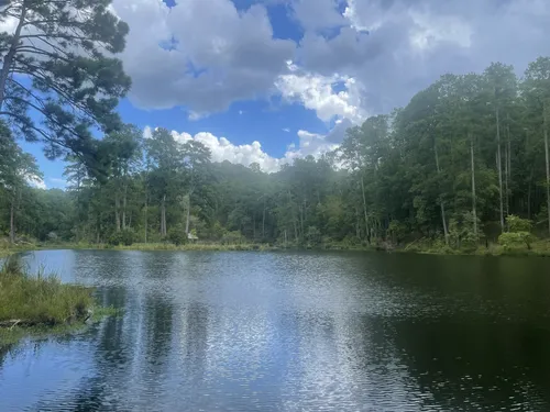 Best Hikes and Trails in Homochitto National Forest | AllTrails
