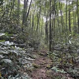 Coon Den Falls via Appalachian Trail, Tennessee - 335 Reviews, Map ...