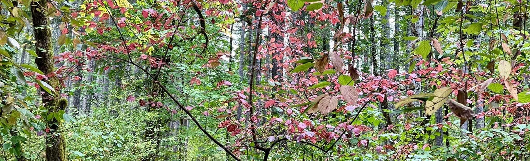 Wildwood Interpretive Pipeline Trail, British Columbia, Canada - 9 ...