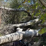 Agua Tibia Full Loop Trail, California - 223 Reviews, Map | AllTrails