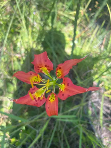 Best Hikes and Trails in Green Swamp Wildlife Management Area | AllTrails