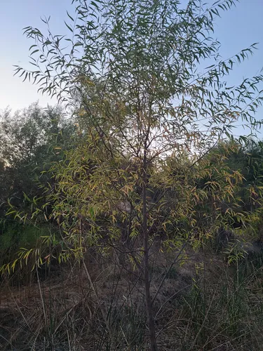 Best Hikes and Trails in Maidu Regional Park | AllTrails