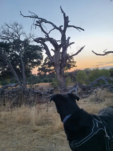 Best Hikes and Trails in Maidu Regional Park | AllTrails