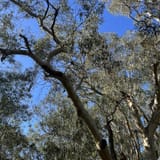 Gresswell Forest Loop, Victoria, Australia - 309 Reviews, Map | AllTrails