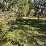 Gresswell Forest Loop, Victoria, Australia - 309 Reviews, Map | AllTrails