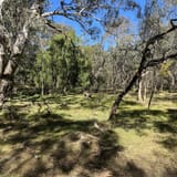 Gresswell Forest Loop, Victoria, Australia - 309 Reviews, Map | AllTrails