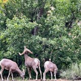Checkerboard Mesa Canyon Trail, Utah - 197 Reviews, Map | AllTrails