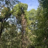 High Point Trail and Rock Top, Illinois - 189 Reviews, Map | AllTrails