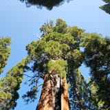 Boole Tree Loop, California - 194 Reviews, Map | AllTrails