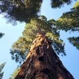 Boole Tree Loop, California - 194 Reviews, Map | AllTrails