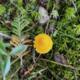 Rainbow Loop Trail, Maine - 56 Reviews, Map | AllTrails