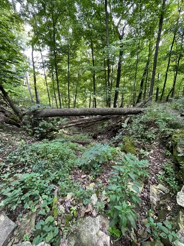 2023 Best Forest Trails in Ripon | AllTrails