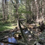 Fiery Gizzard Loop, Tennessee - 1,039 Reviews, Map | AllTrails