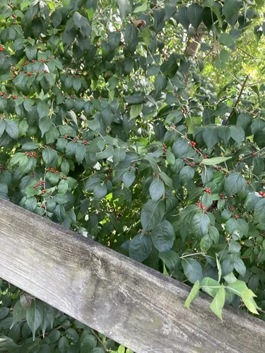 Best Hikes and Trails in Litzenberg Memorial Woods | AllTrails