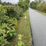 Quequechan River Rail Trail, Massachusetts - 177 Reviews, Map | AllTrails
