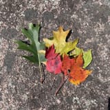 Rock Dunder, Ontario, Canada - 1,090 Reviews, Map | AllTrails