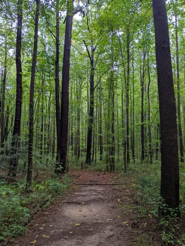 Blackbird State Forest: de beste routes om te wandelen | AllTrails