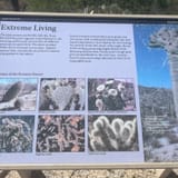 Cactus Forest Loop Drive, Arizona - 462 Reviews, Map | AllTrails