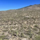 Cactus Forest Loop Drive, Arizona - 462 Reviews, Map | AllTrails