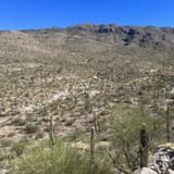 Cactus Forest Loop Drive, Arizona - 462 Reviews, Map | AllTrails