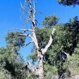 Morgan Trail, California - 451 Reviews, Map | AllTrails