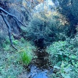 Morgan Trail, California - 451 Reviews, Map | AllTrails