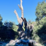 Morgan Trail, California - 451 Reviews, Map | AllTrails