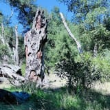 Morgan Trail, California - 451 Reviews, Map | AllTrails