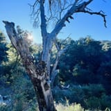 Morgan Trail, California - 451 Reviews, Map | AllTrails