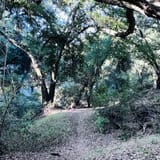 Morgan Trail, California - 451 Reviews, Map | AllTrails