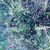 Morgan Trail, California - 451 Reviews, Map | AllTrails