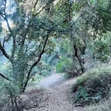 Morgan Trail, California - 451 Reviews, Map | AllTrails