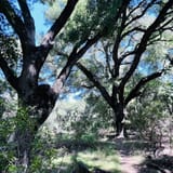 Morgan Trail, California - 451 Reviews, Map | AllTrails