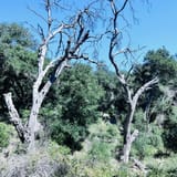 Morgan Trail, California - 451 Reviews, Map | AllTrails