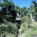 Morgan Trail, California - 453 Reviews, Map | AllTrails