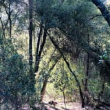 Morgan Trail, California - 453 Reviews, Map | AllTrails