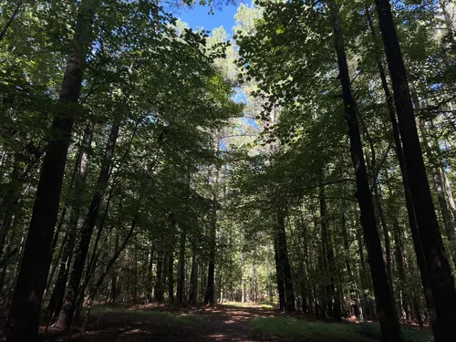 Best 10 Hiking Trails in Carl Alwin Schenck Memorial Forest | AllTrails