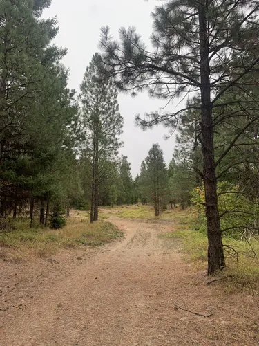 Best Hikes and Trails in Teanaway Community Forest | AllTrails