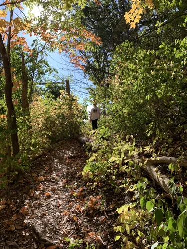 Best Hikes and Trails in Hanging Rock National Natural Landmark | AllTrails
