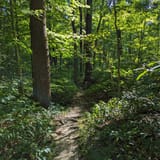 Low Gap Trail , Indiana - 1,232 Reviews, Map | AllTrails
