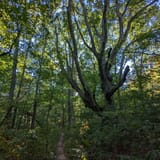 Low Gap Trail , Indiana - 1,232 Reviews, Map | AllTrails