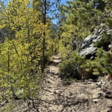 Mount Massive Trail, Colorado - 1,093 Reviews, Map | AllTrails